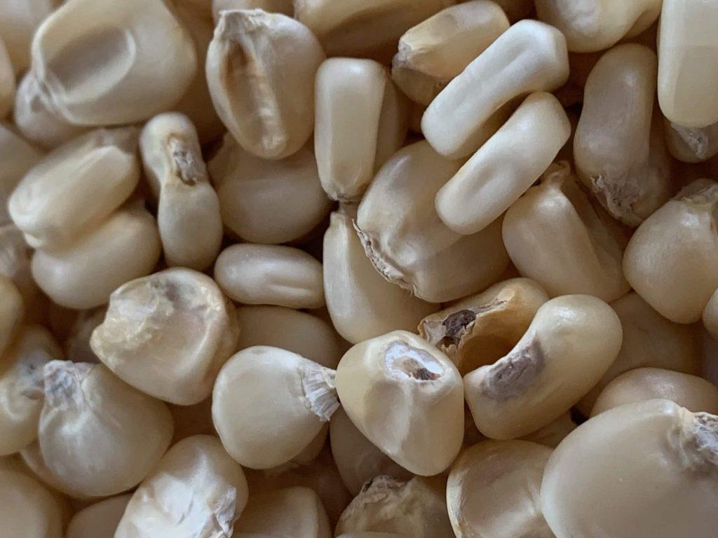 Hickory King White (120 Day) untreated – Green Haven