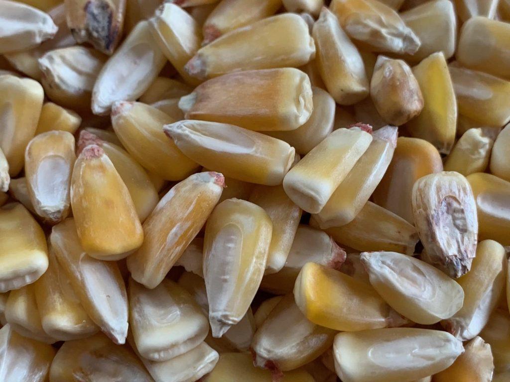 Reid Yellow Dent (100 – 110 Days) untreated – Green Haven