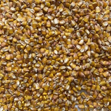 Green Haven – Open Pollinated Seed Group