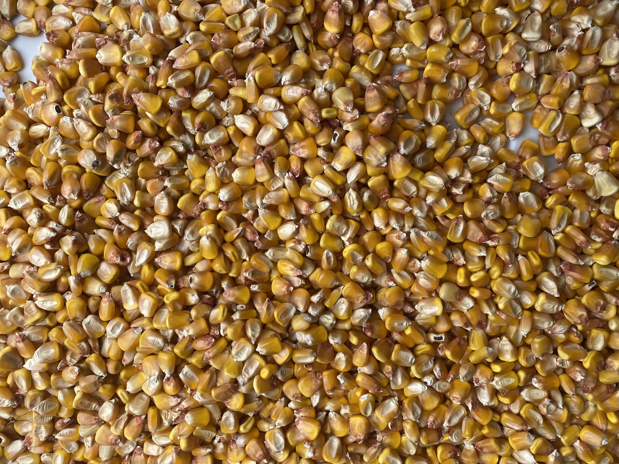 Green Haven – Open Pollinated Seed Group